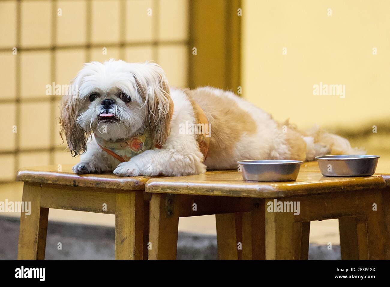 Small dog lying on stools in the street Stock Photo - Alamy