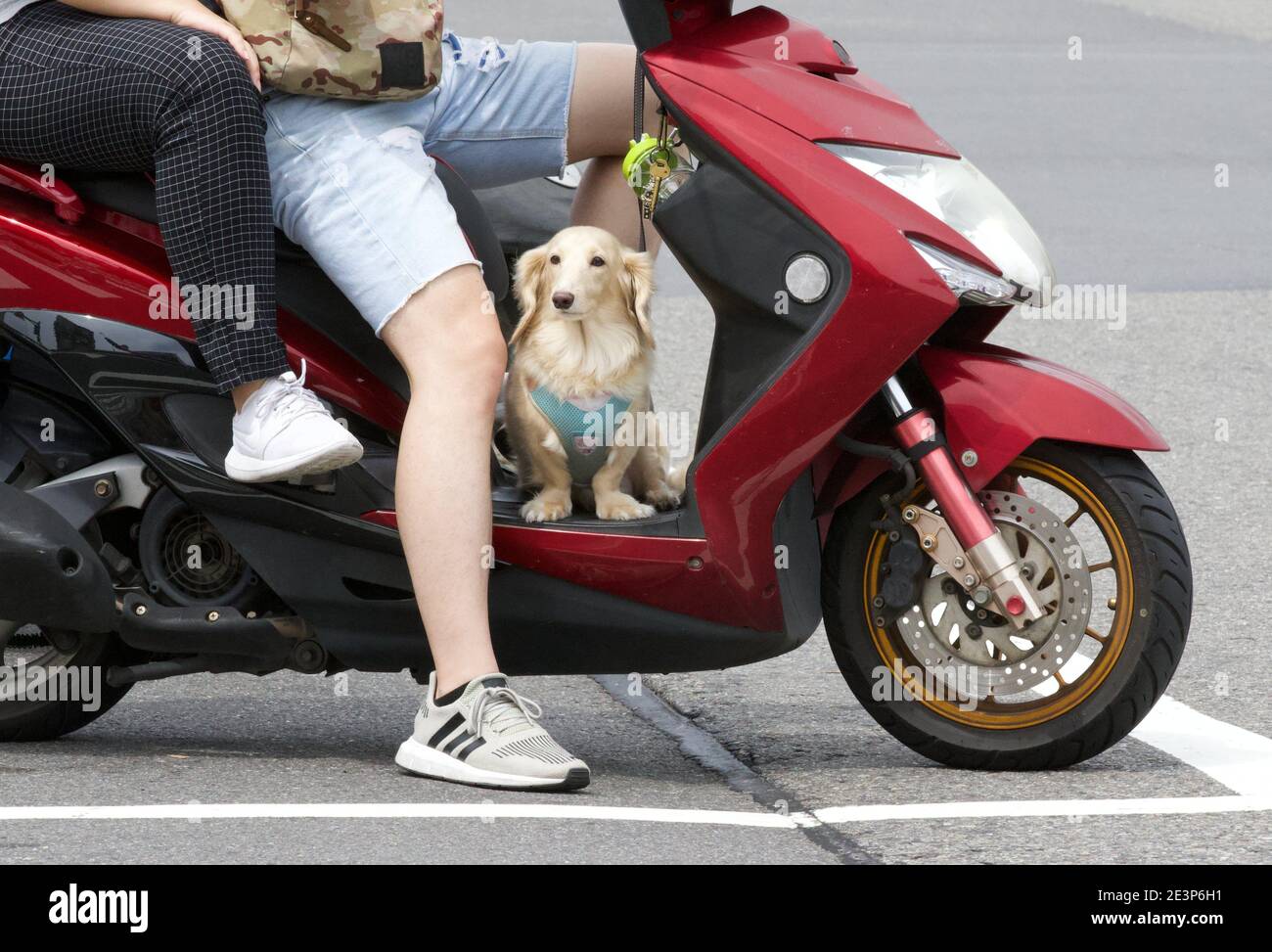 A dog travels while sitting on a motorcycle Stock Photo - Alamy