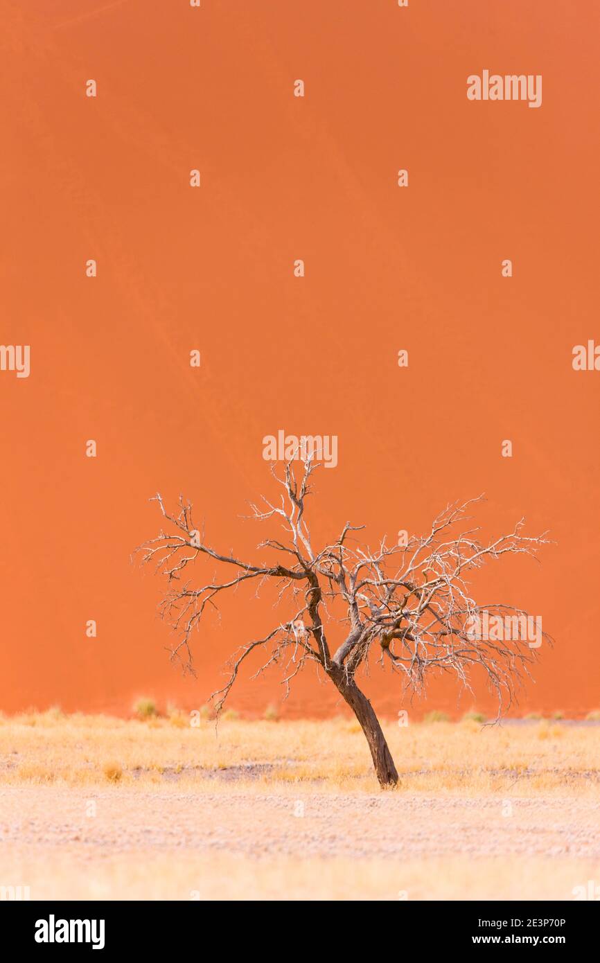 Duna 45 desierto namib namibia africa hi-res stock photography and ...