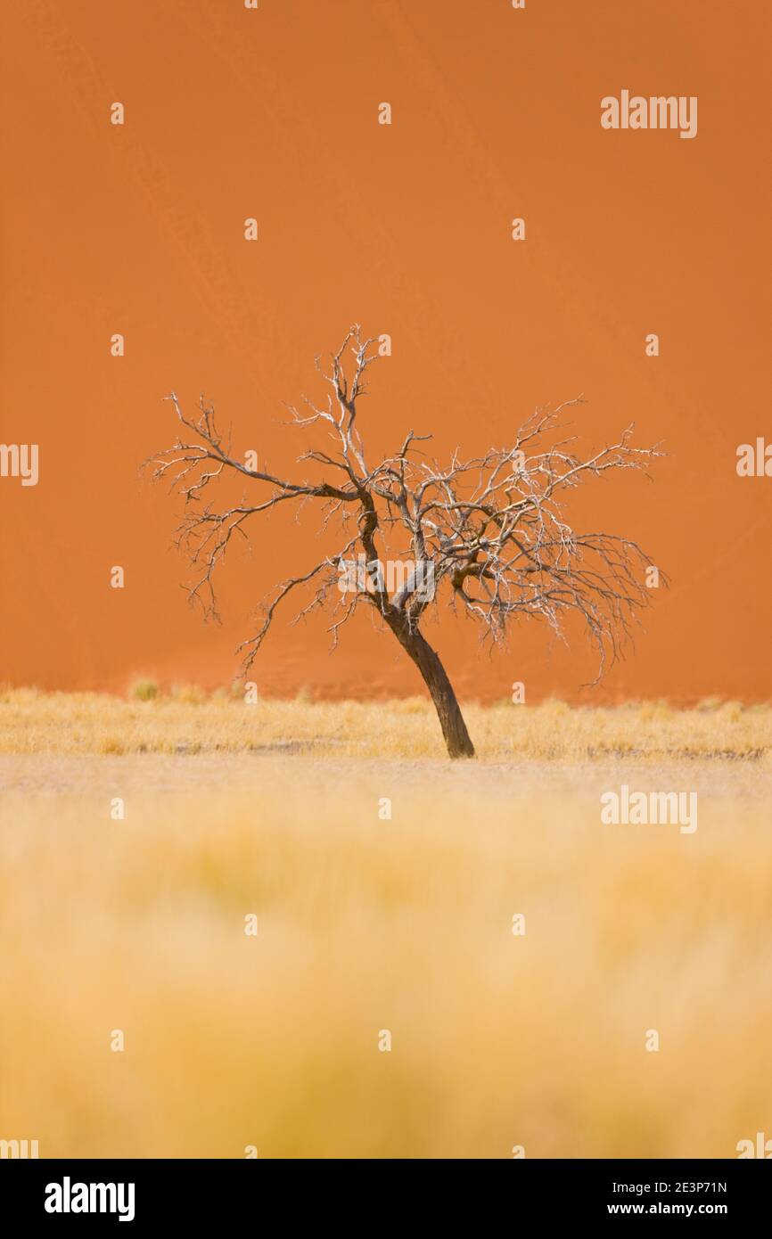 Duna 45 desierto namib namibia africa hi-res stock photography and ...