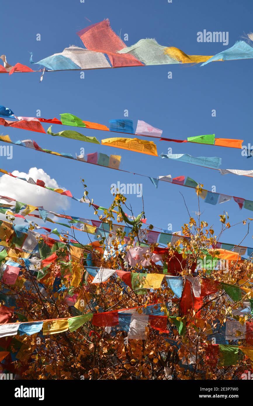 Colourful prayer flags fly high at the 100 Chicken temple in Shangri La ...