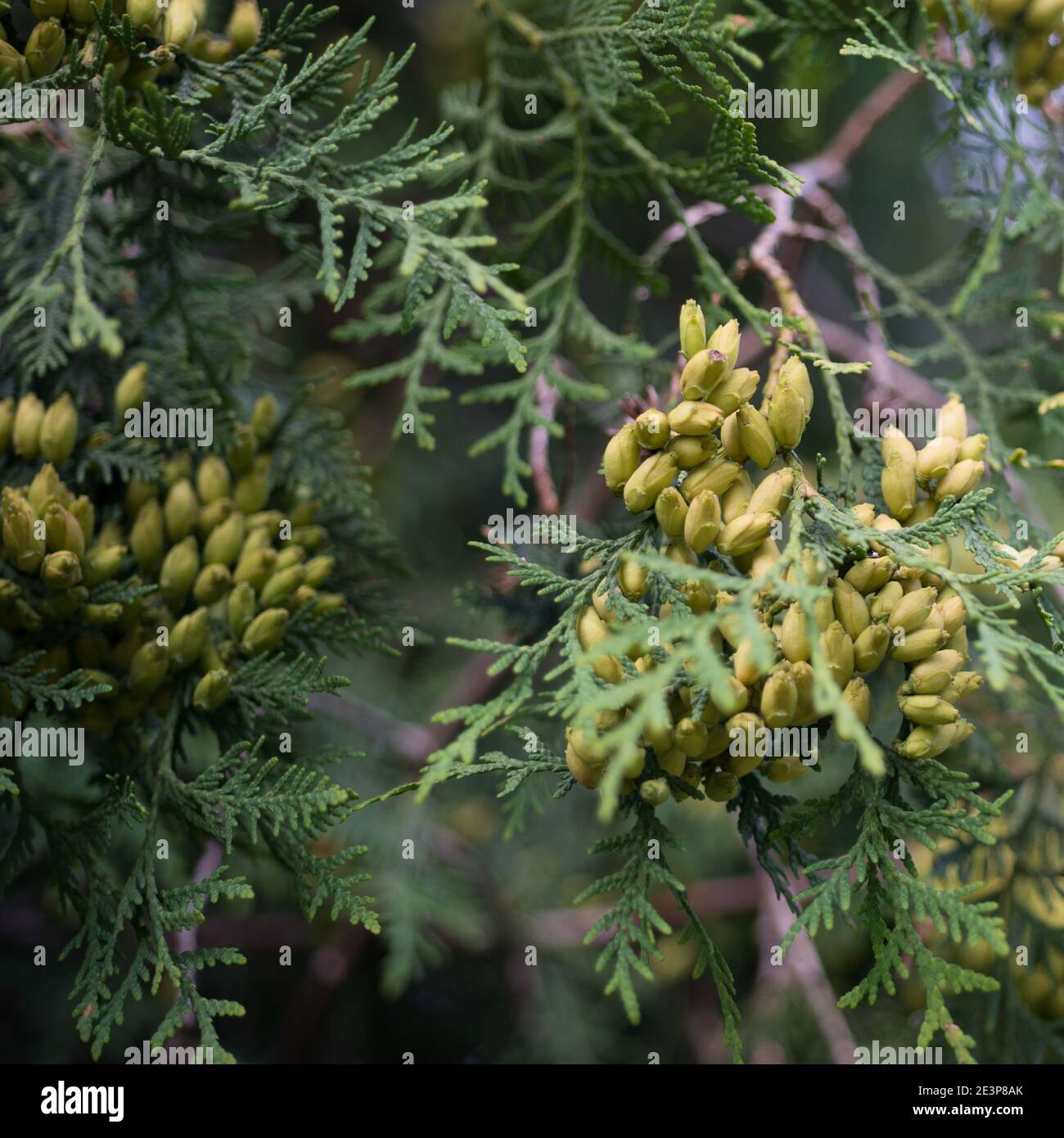 Green fruits Thuja grow on a tree Stock Photo - Alamy
