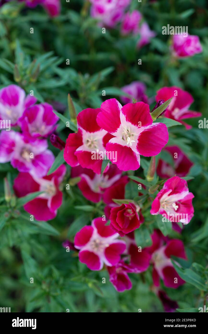 Clarkia amoena flowers hi-res stock photography and images - Alamy