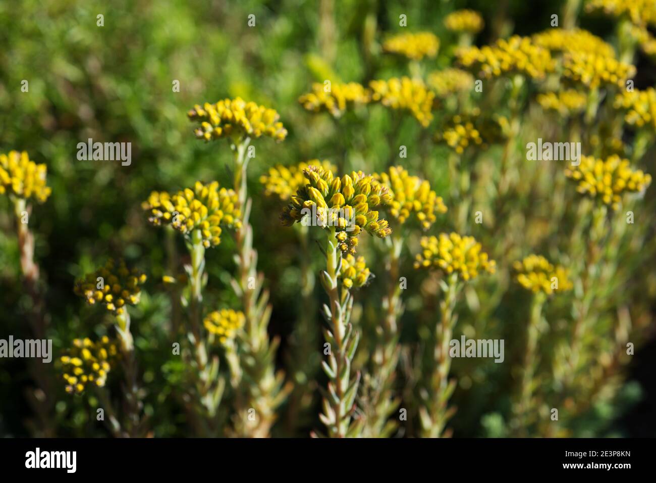 Flower Sedum yellow in spring Stock Photo - Alamy