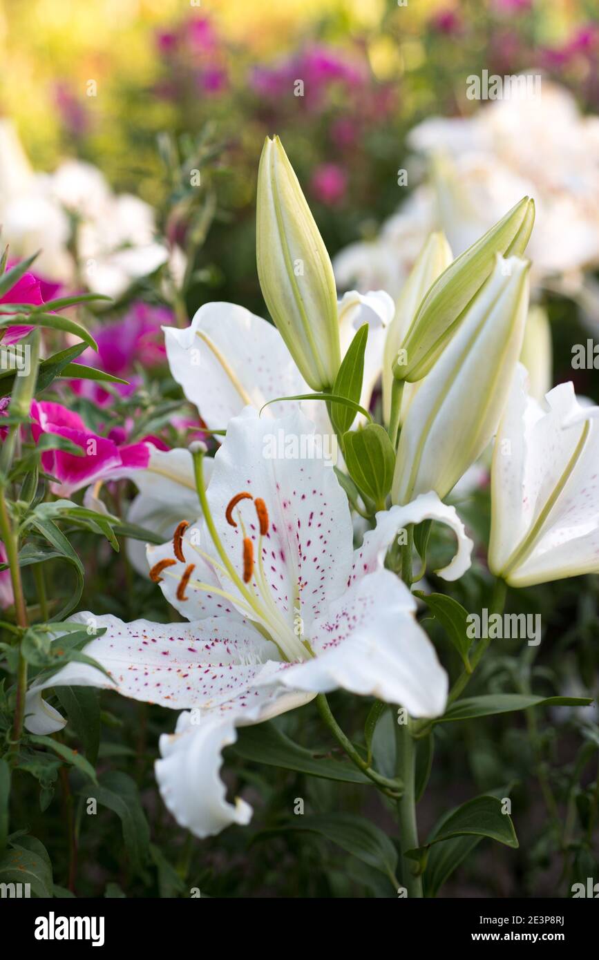 Clarkia amoena flowers hi-res stock photography and images - Alamy