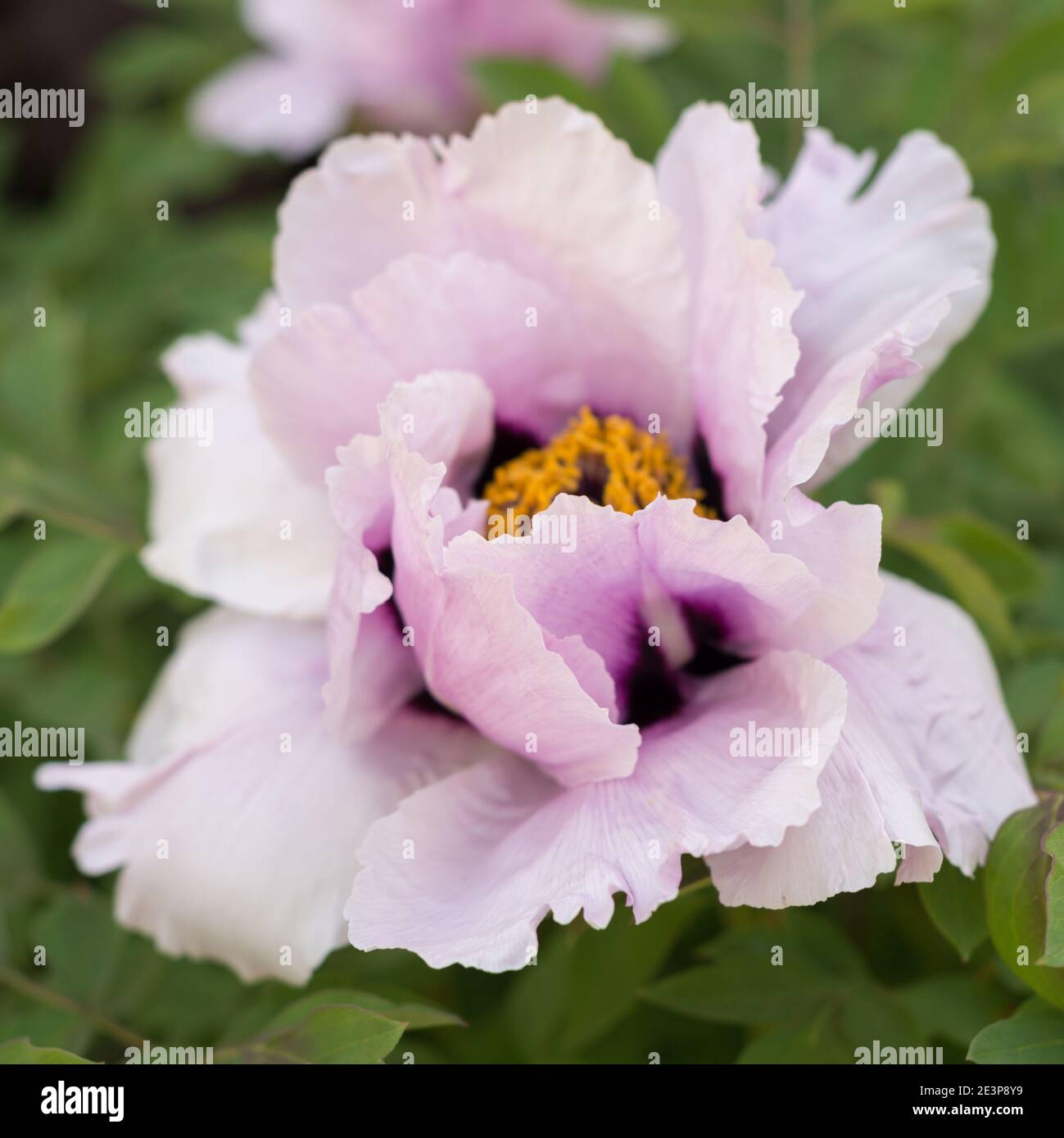 Flower Paeonia suffruticosa pink blooms in the garden in spring Stock ...