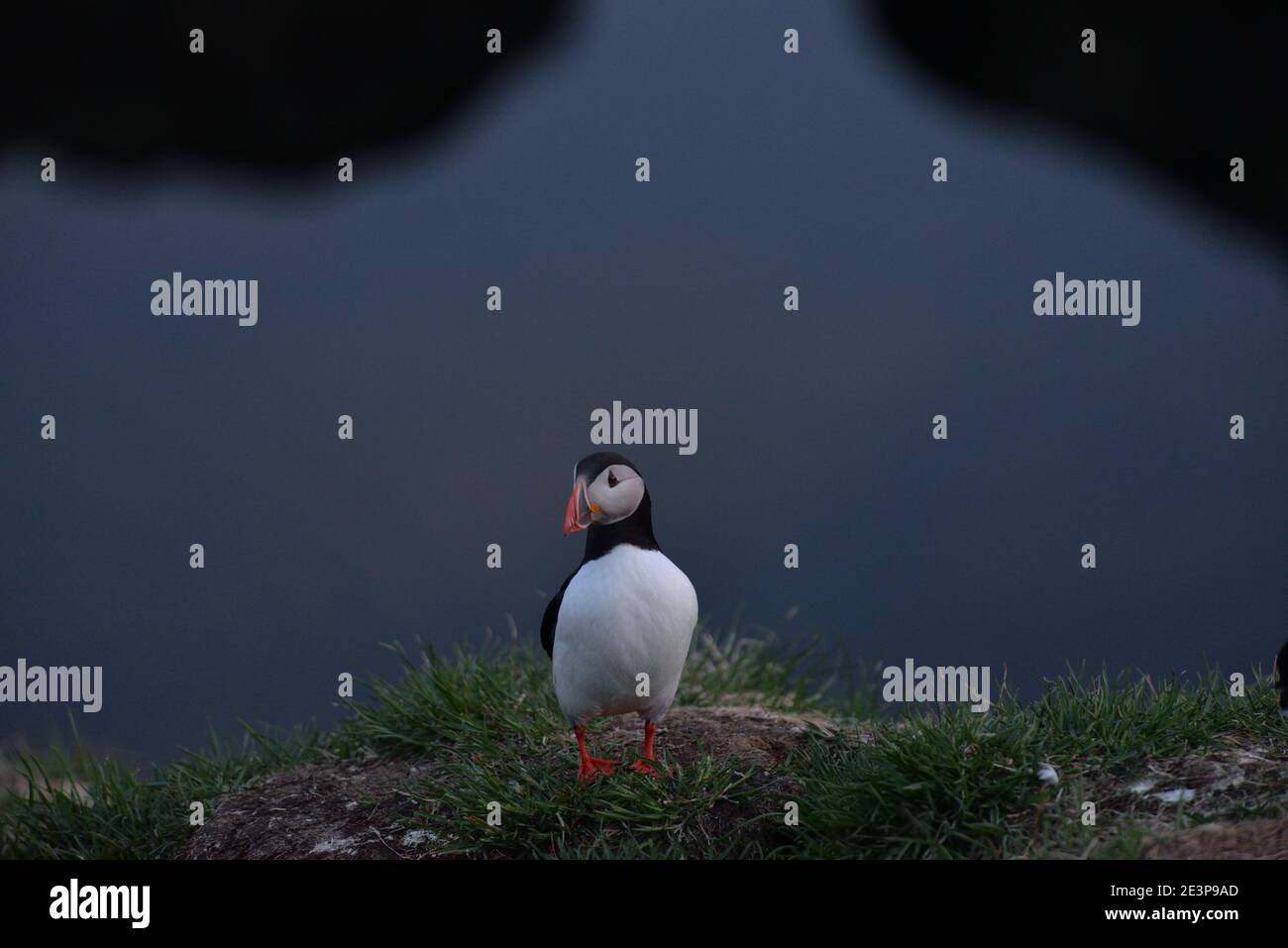 Beautiful puffin on coast hi-res stock photography and images - Alamy