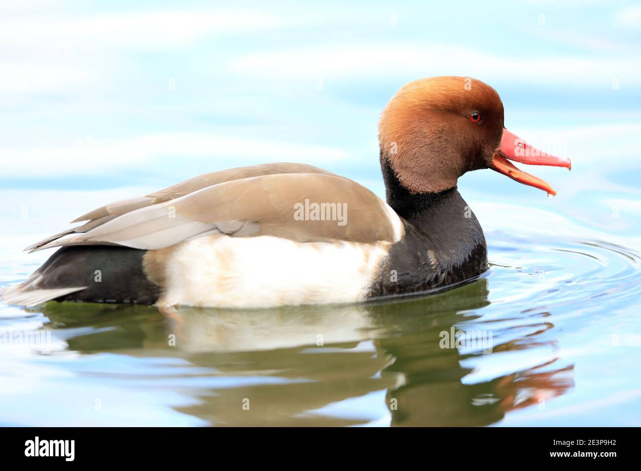 Red-crested Pochard (Netta rufina) male in Japan Stock Photo - Alamy
