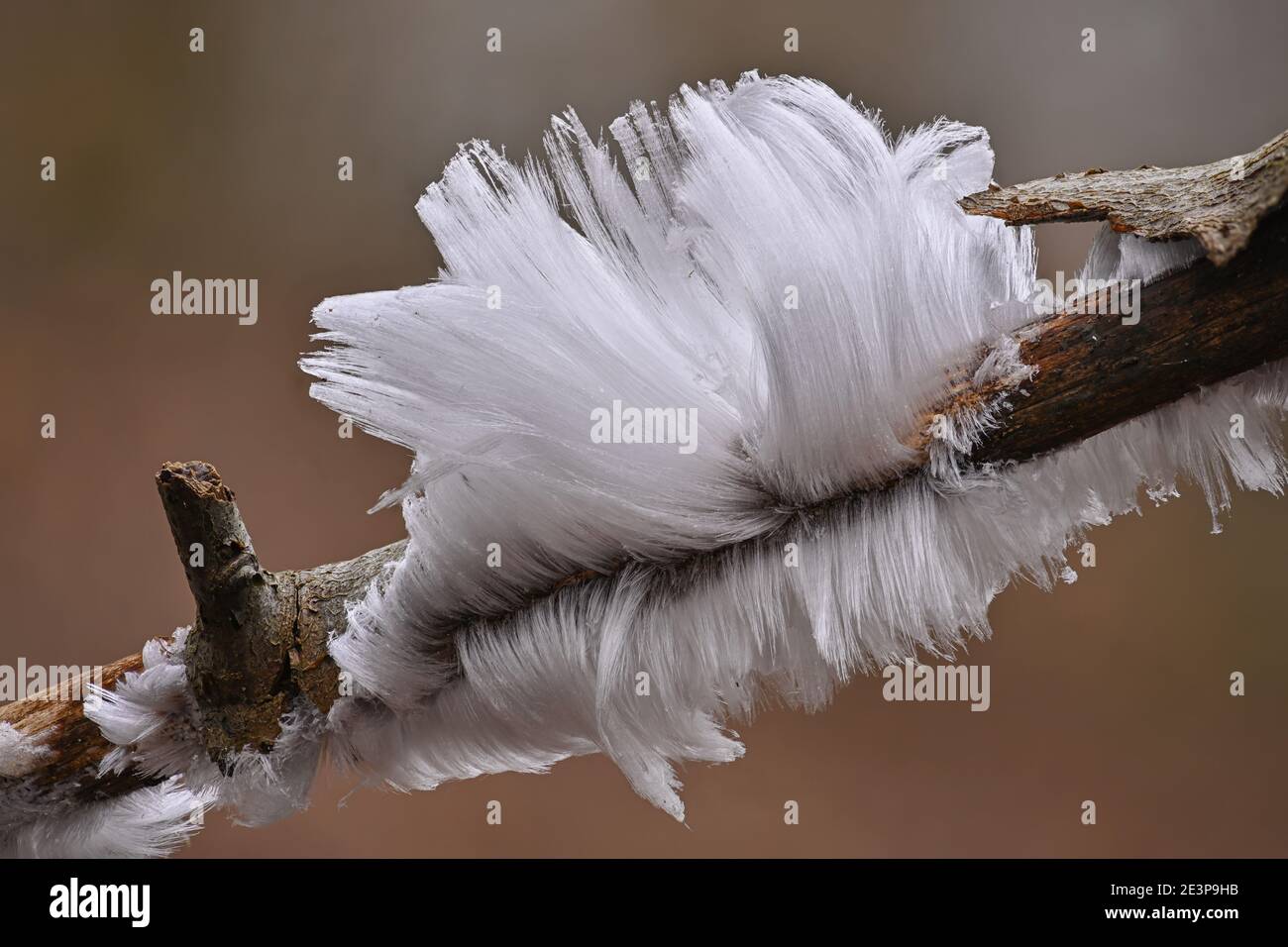 Ice hair hi-res stock photography and images - Alamy