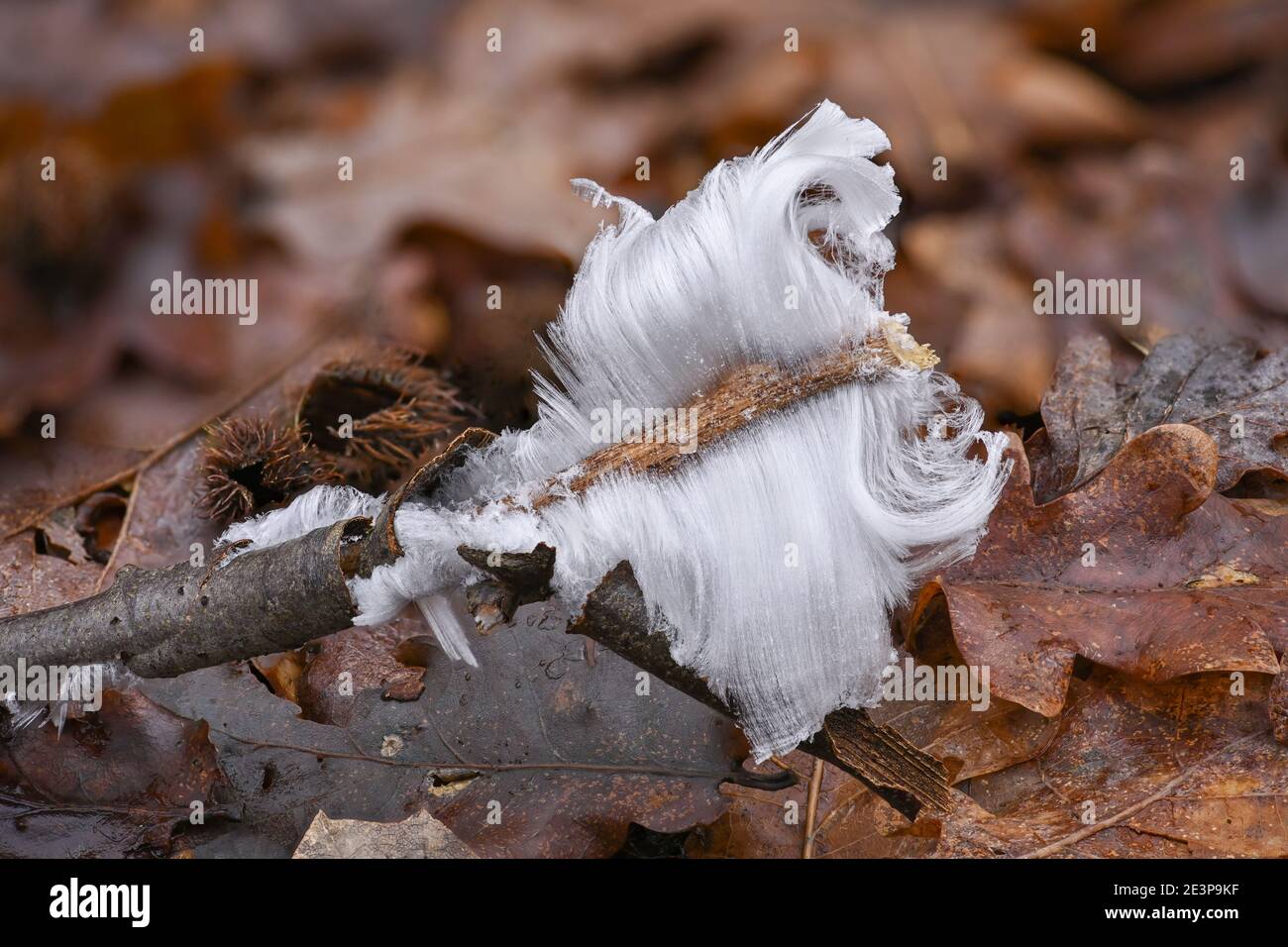 Ice hairs are caused by fungi hi-res stock photography and images - Alamy