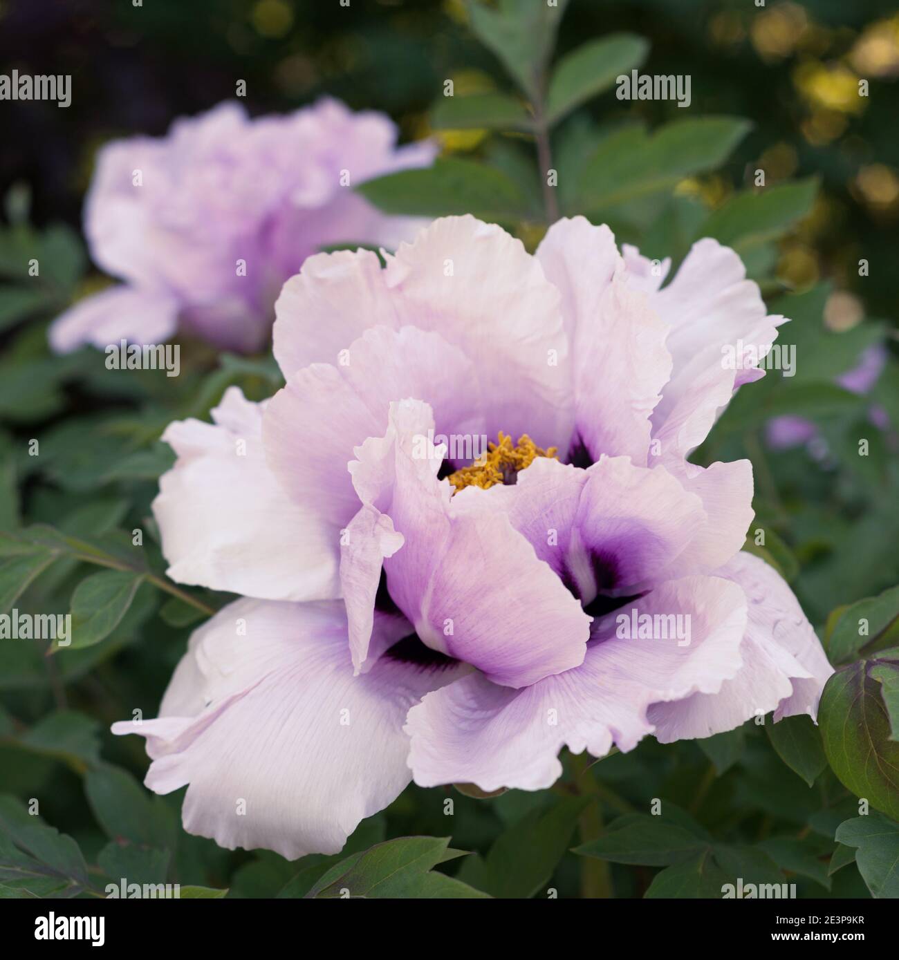 Flower Paeonia suffruticosa pink blooms in the garden in spring Stock ...