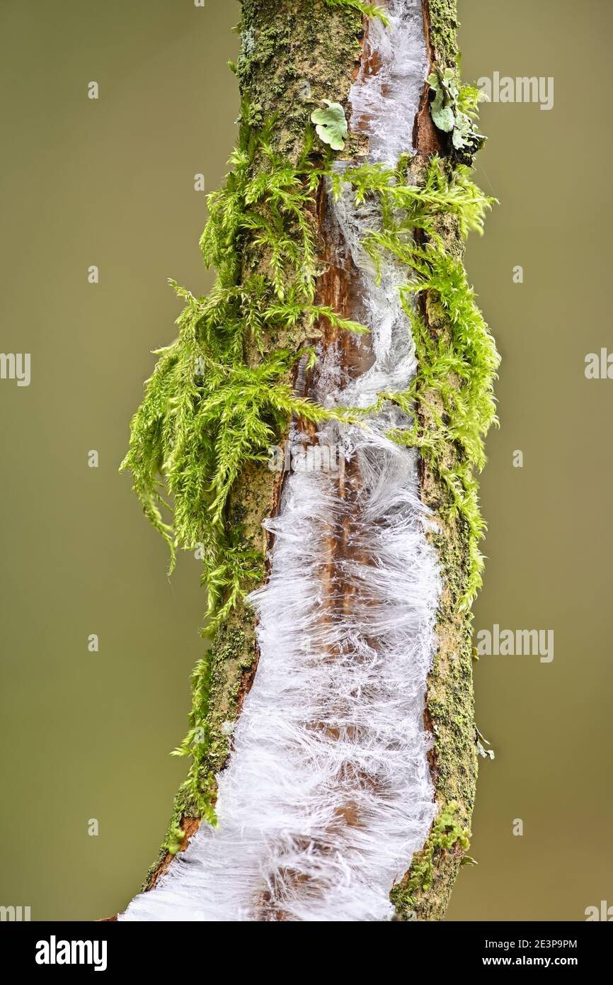 Ice hairs are caused by fungi hi-res stock photography and images - Alamy