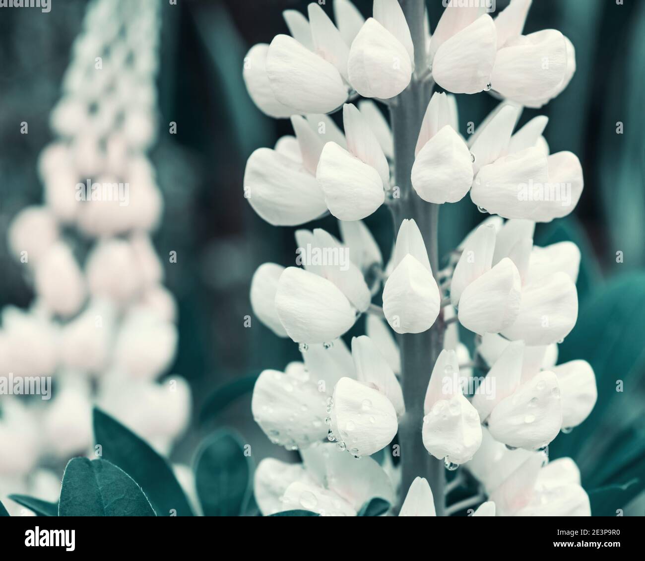 Flowers bully lupins in the garden, stylized Stock Photo - Alamy