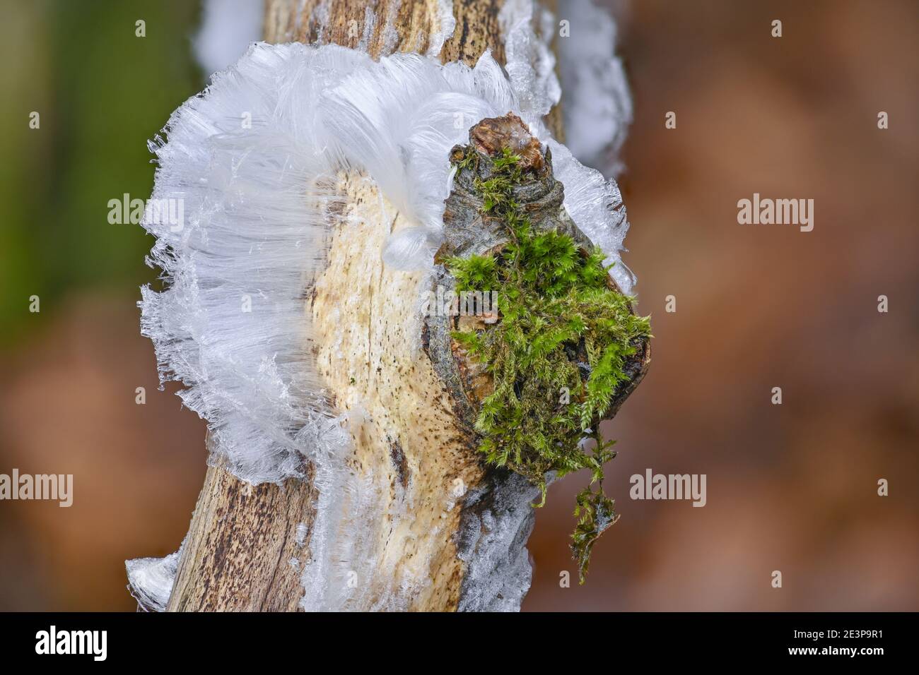 Ice hairs are caused by fungi hi-res stock photography and images - Alamy