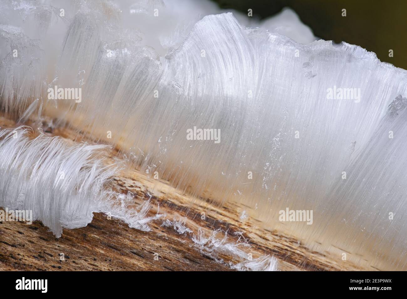 Ice hairs are caused by fungi hi-res stock photography and images - Alamy