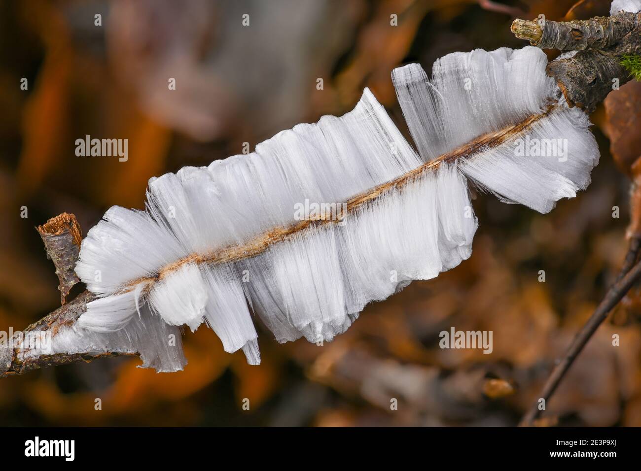 Fungus in ice hi-res stock photography and images - Alamy