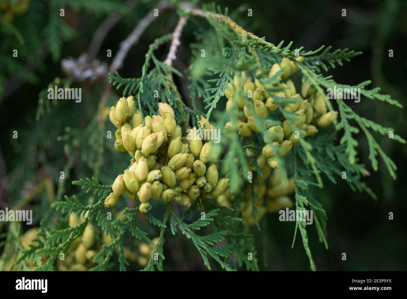 Green fruits Thuja grow on a tree Stock Photo - Alamy