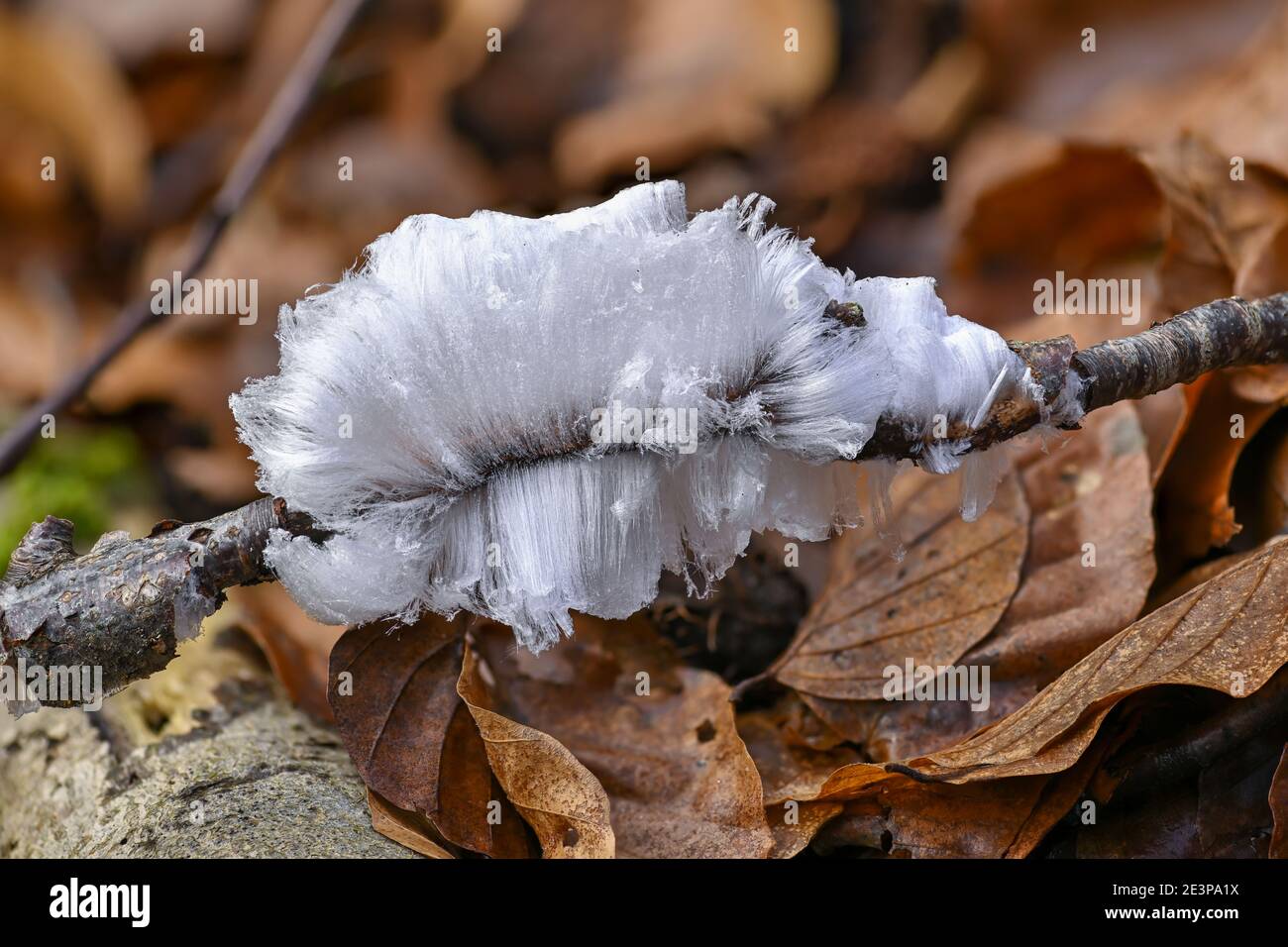 Ice hairs are caused by fungi hi-res stock photography and images - Alamy