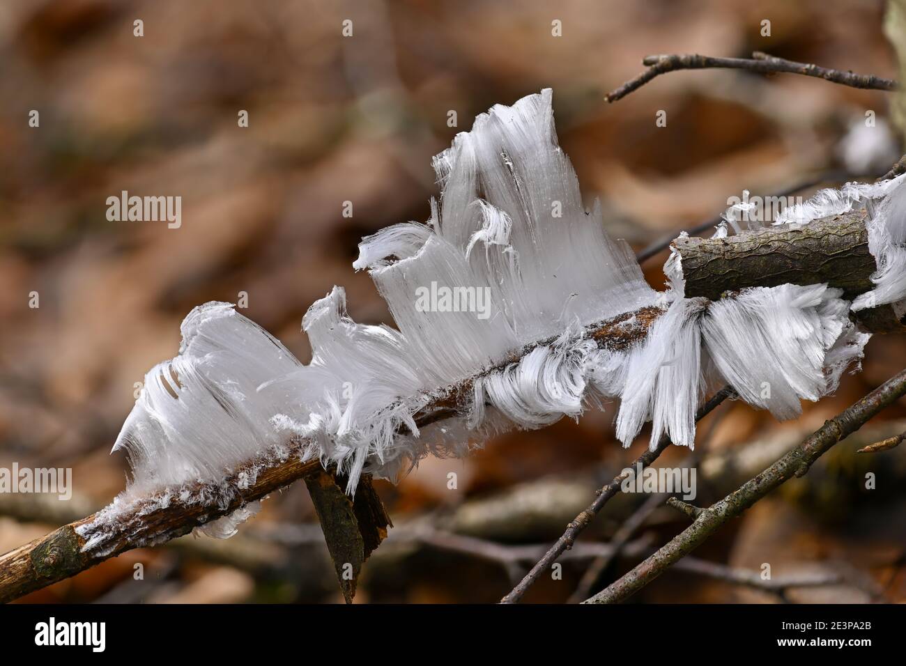 Ice hairs are caused by fungi hi-res stock photography and images - Alamy