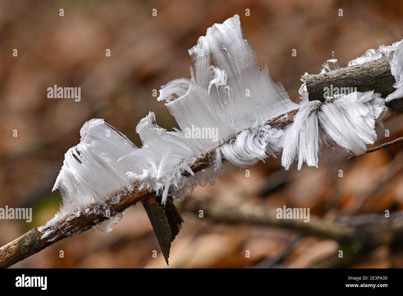 Ice hair hi-res stock photography and images - Alamy