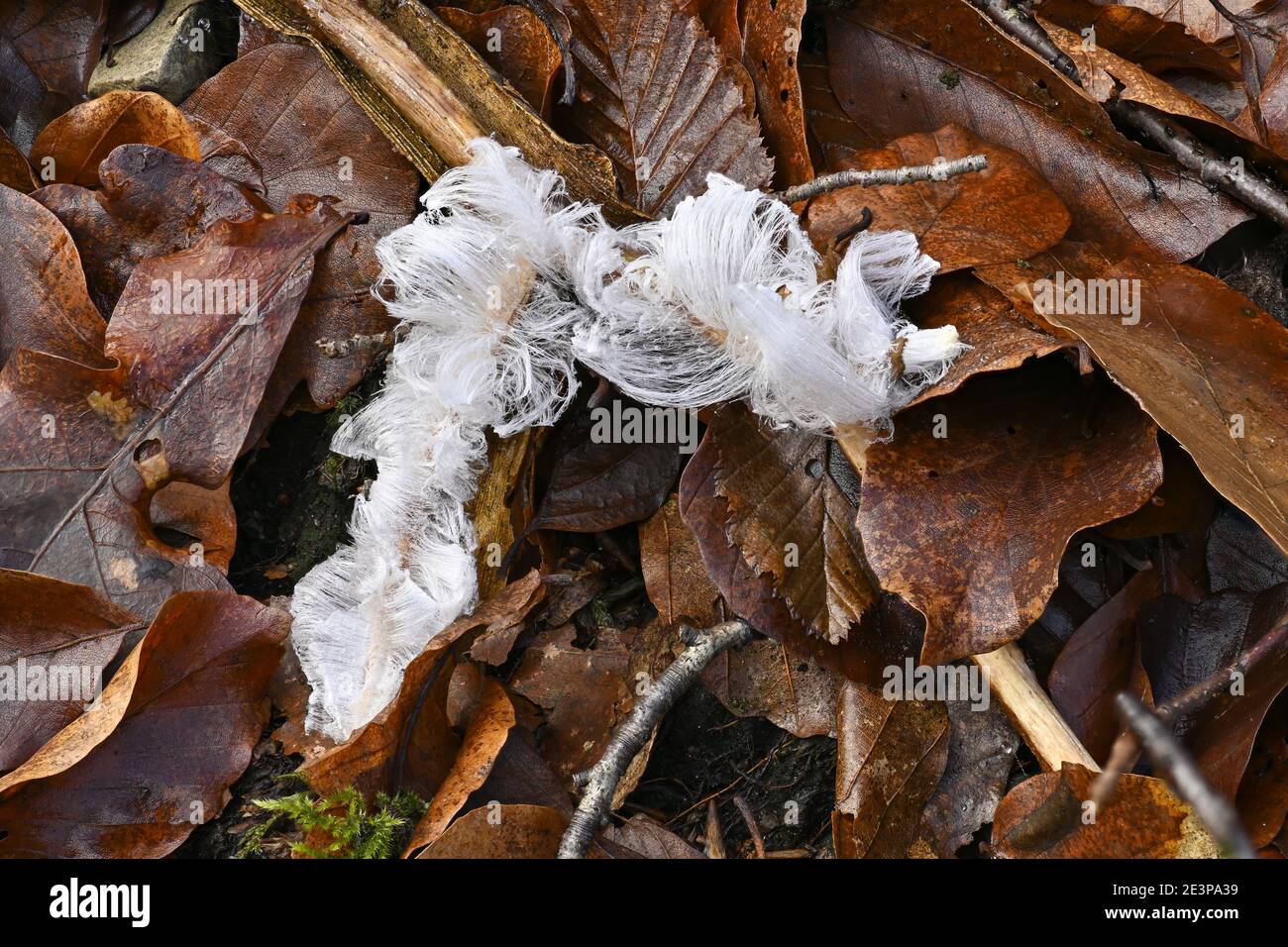 Ice hairs are caused by fungi hi-res stock photography and images - Alamy