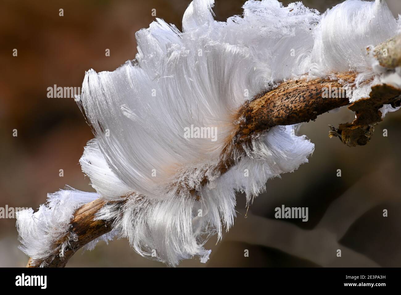 Ice hairs are caused by fungi hi-res stock photography and images - Alamy