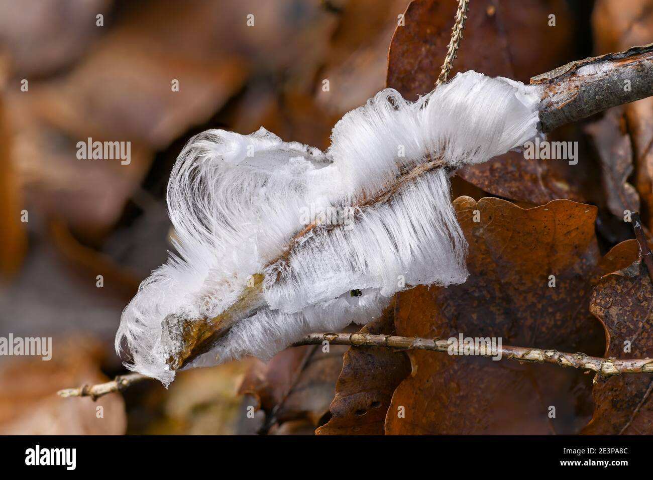Ice hairs are caused by fungi hi-res stock photography and images - Alamy