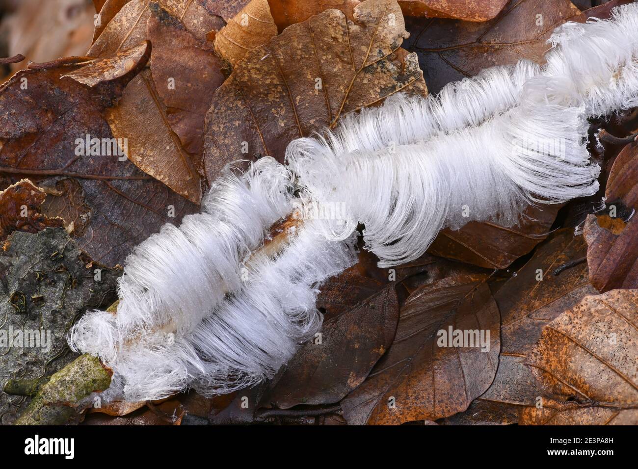 Ice hairs are caused by fungi hi-res stock photography and images - Alamy
