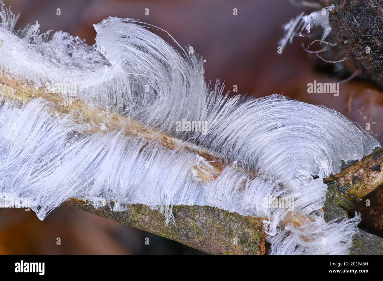 Ice hairs are caused by fungi hi-res stock photography and images - Alamy