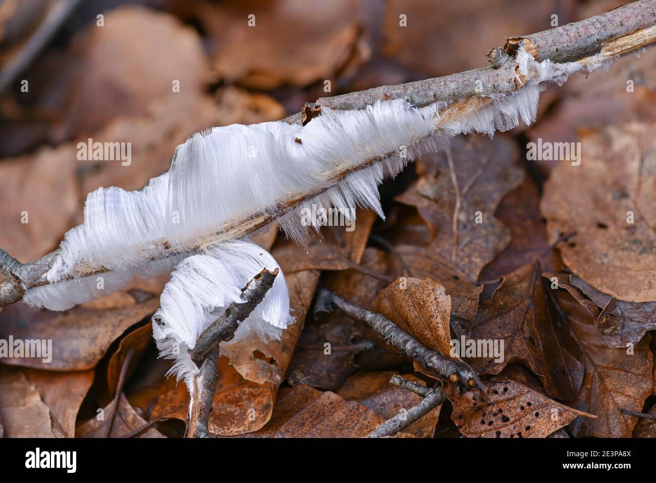 Ice hairs are caused by fungi hi-res stock photography and images - Alamy