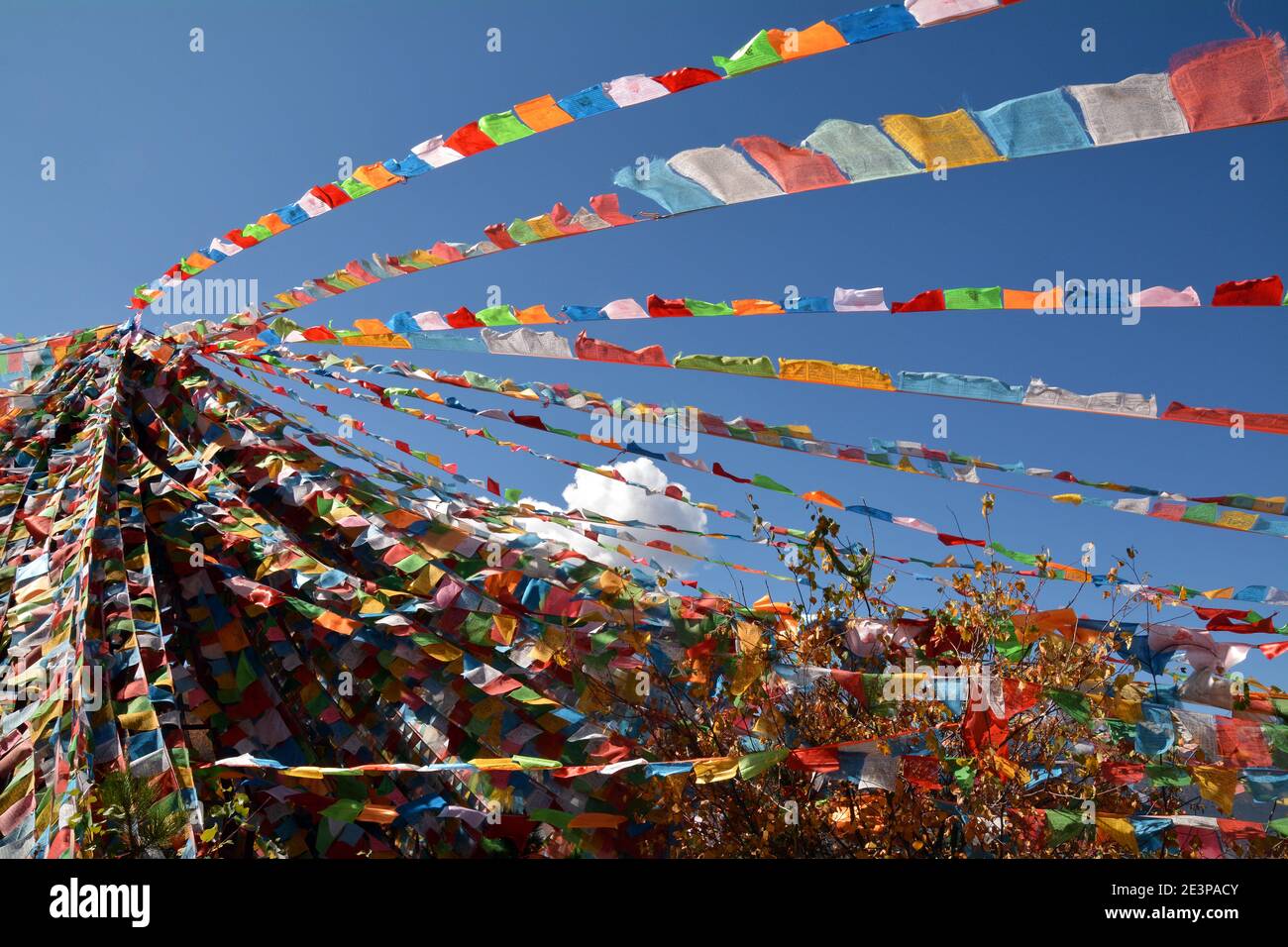 Colourful prayer flags fly high at the 100 Chicken temple in Shangri La ...