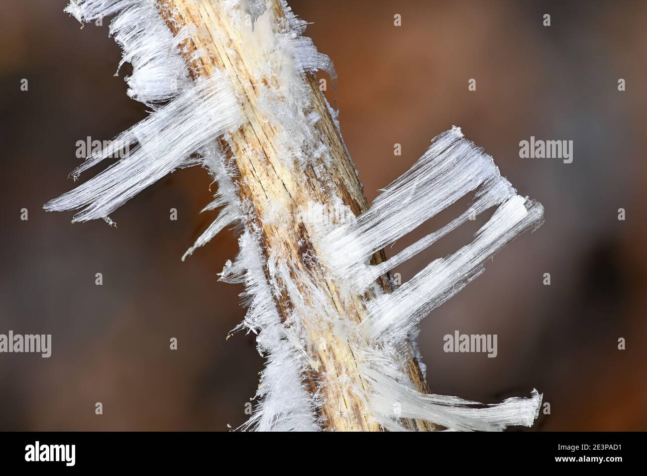 Ice hairs are caused by fungi hi-res stock photography and images - Alamy
