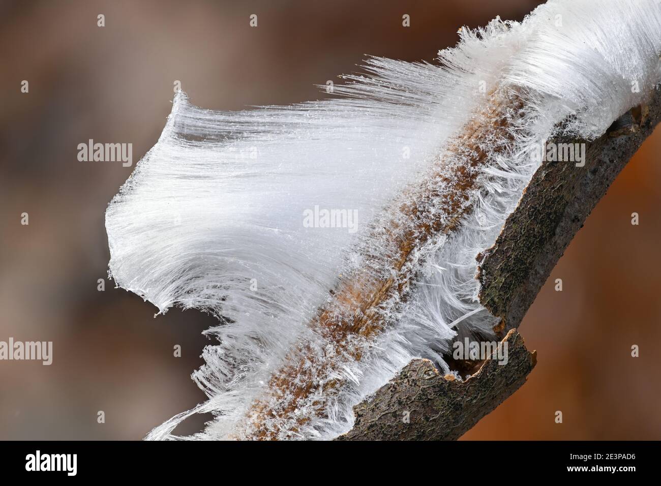 Ice hairs are caused by fungi hi-res stock photography and images - Alamy