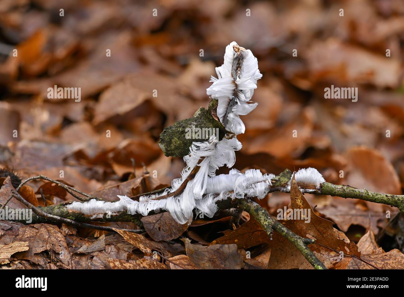 Hair ice fungus hi-res stock photography and images - Alamy