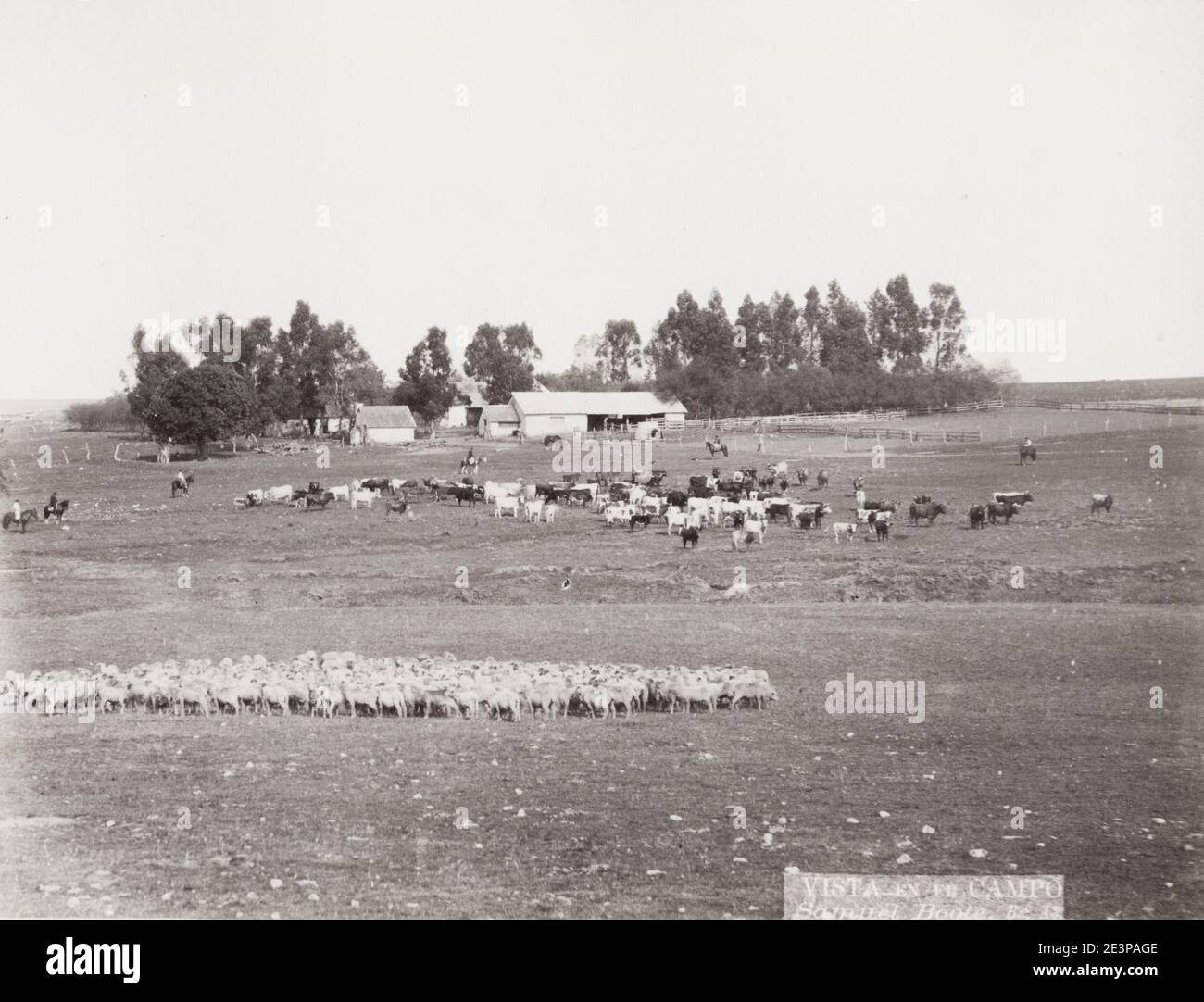 Sheep farm 19th century hi-res stock photography and images - Alamy