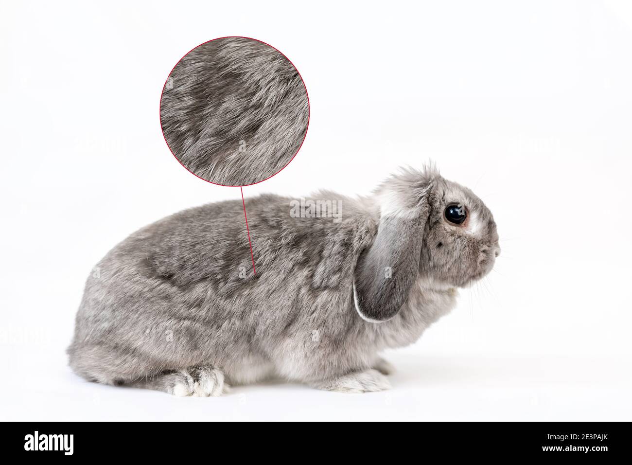 Molting in animals. Gray decorative lop-eared rabbit on a white ...