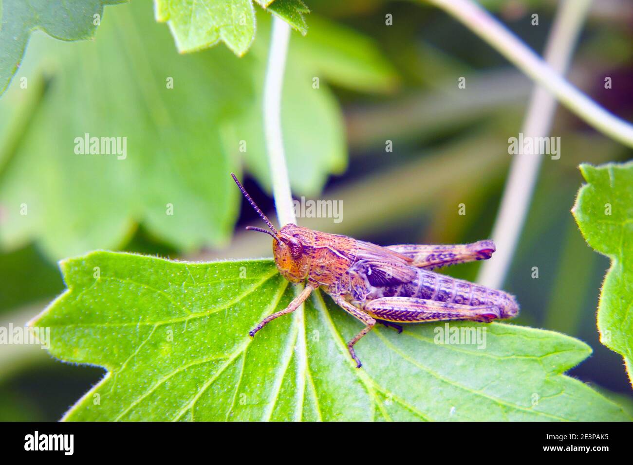 Agricultural pest Grasshopper or locust sitting on the grass close up ...