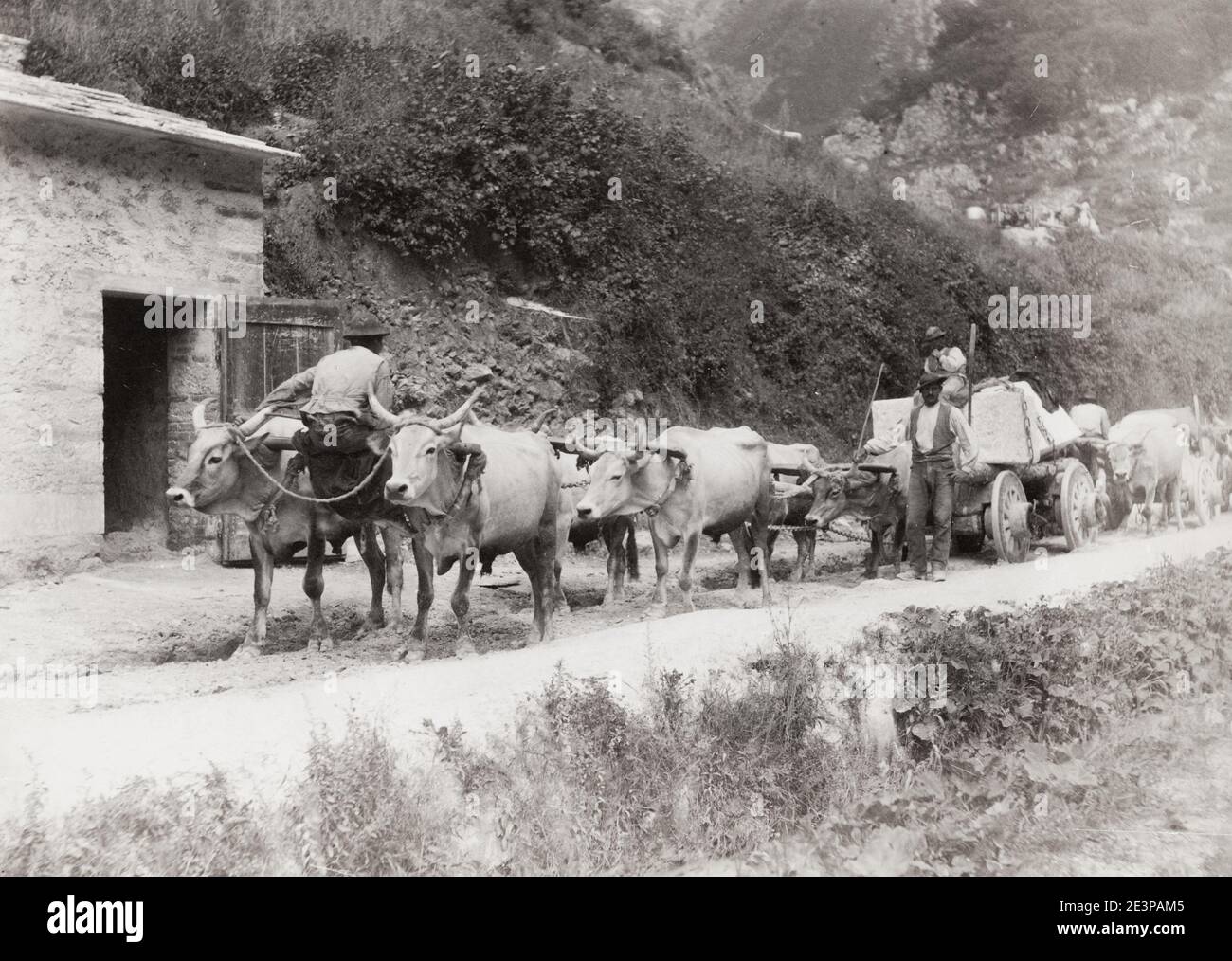 Vintage 19th century photograph: bullock cart pulling stone from a ...