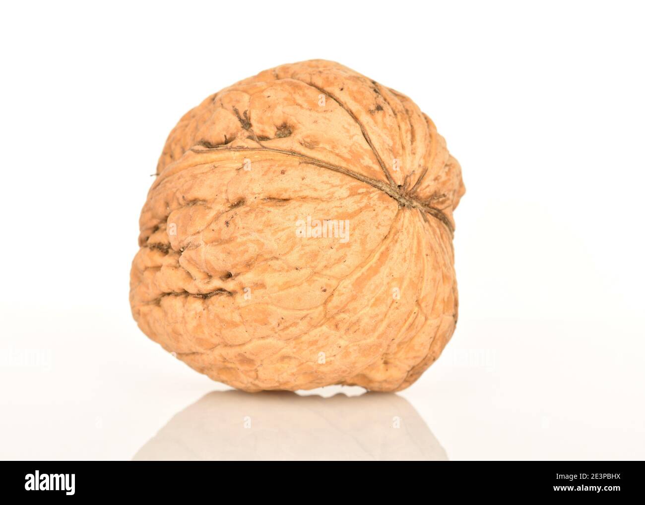 One fresh whole ripe walnut on a white background Stock Photo - Alamy