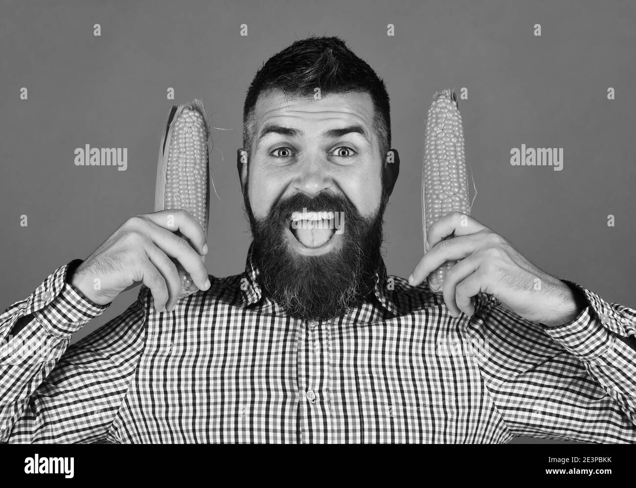 Guy shows his harvest. Man with beard holds corn cobs isolated on green ...