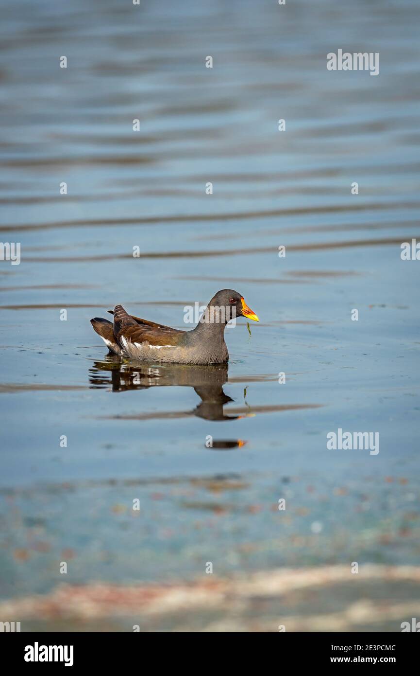 common moorhen or gallinula chloropus bird in wetland of keoladeo ...