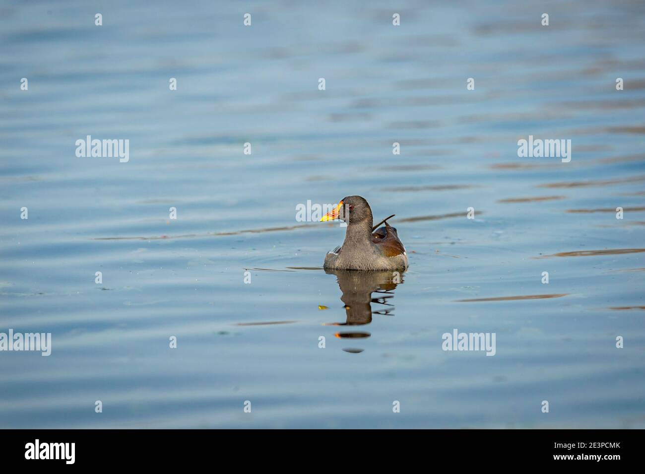 common moorhen or gallinula chloropus bird in wetland of keoladeo ...