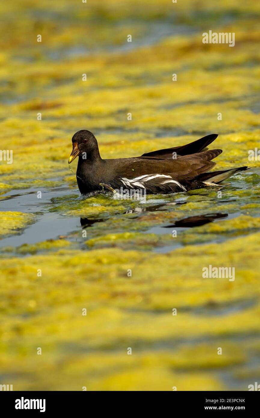 common moorhen or gallinula chloropus bird in wetland of keoladeo ...