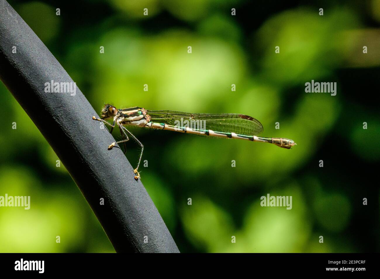 An australian tiger dragonfly hi-res stock photography and images - Alamy