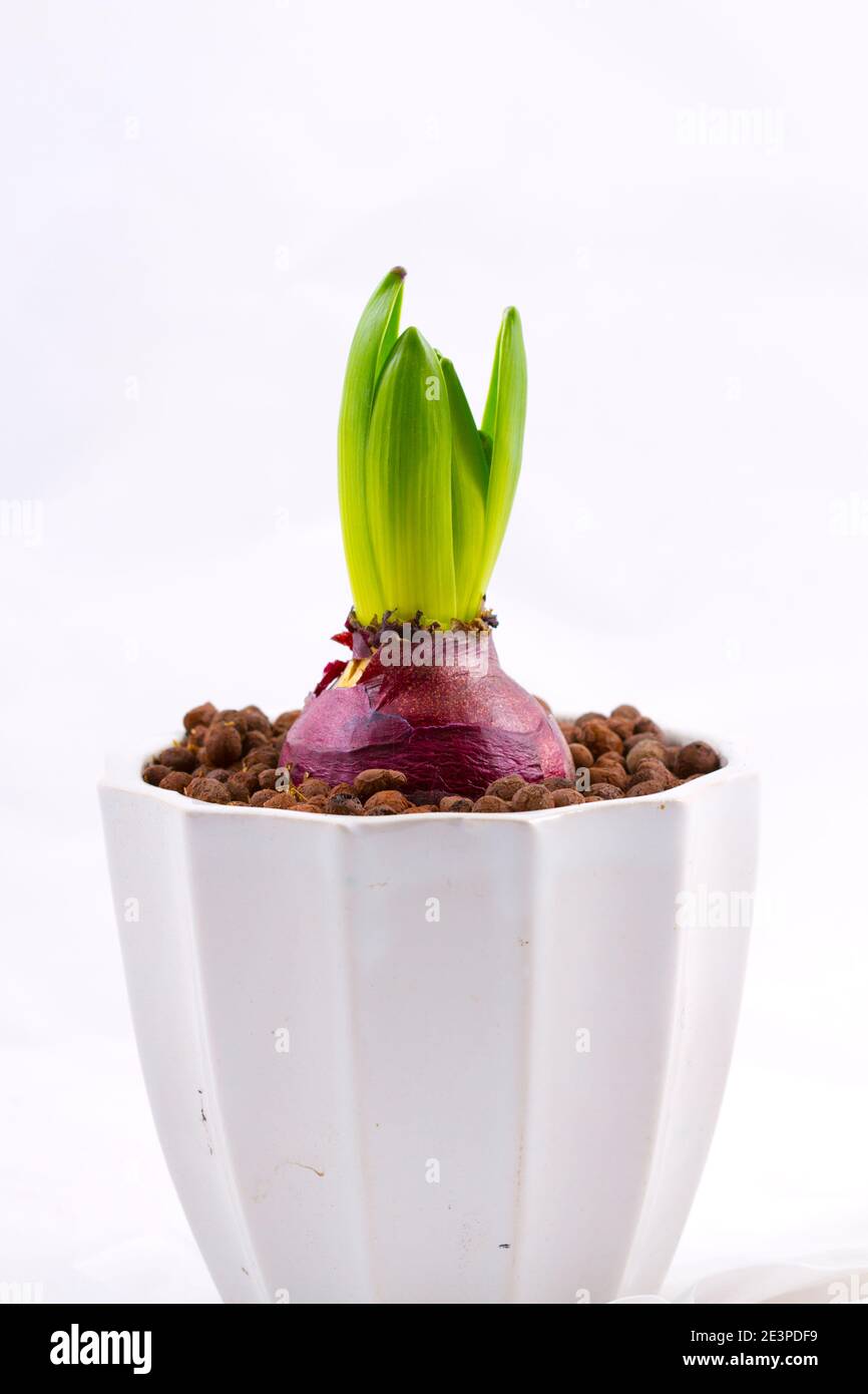 Portrait of the Hyacinth high quality photo Stock Photo - Alamy