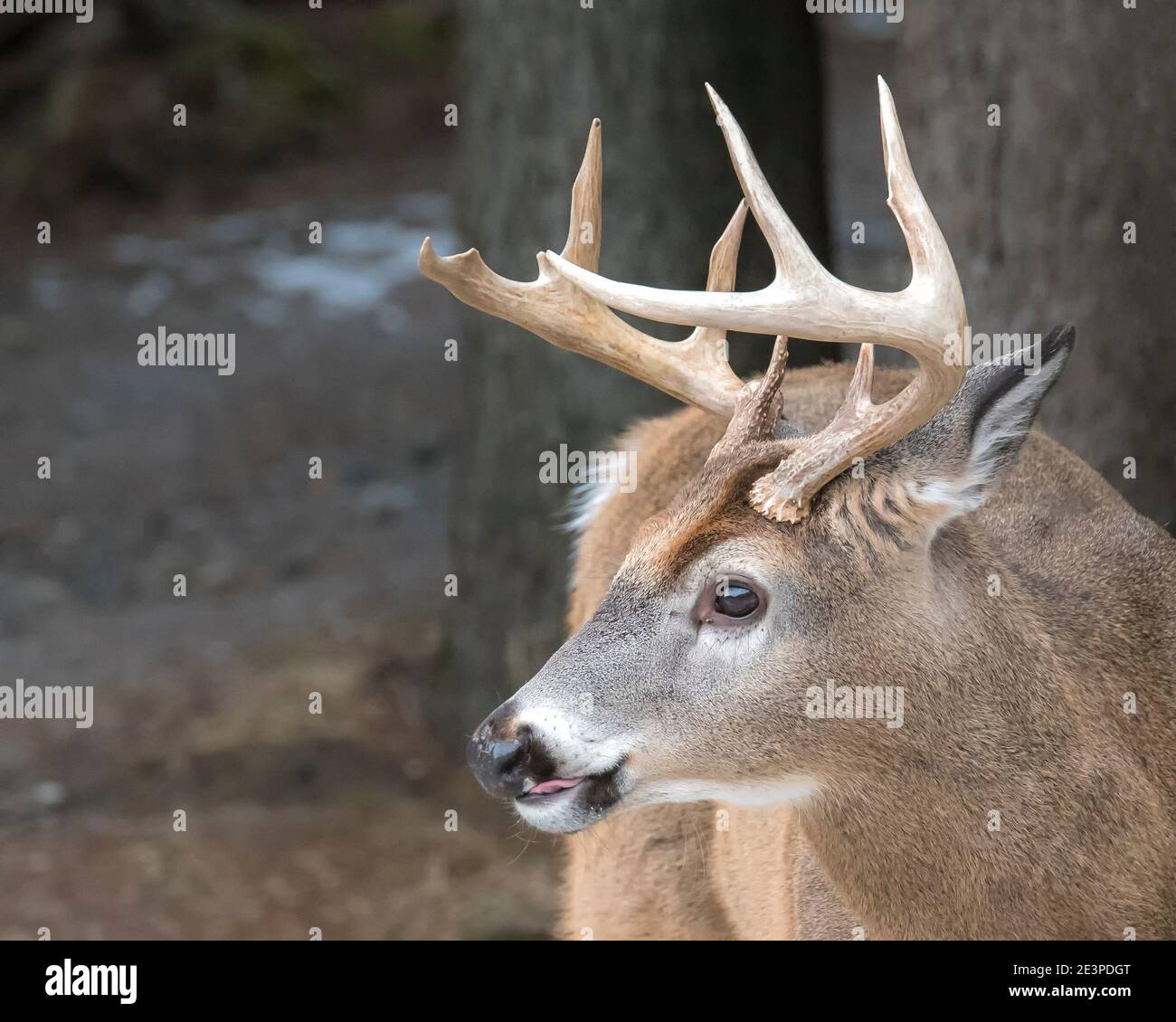Buck horns hi-res stock photography and images - Alamy