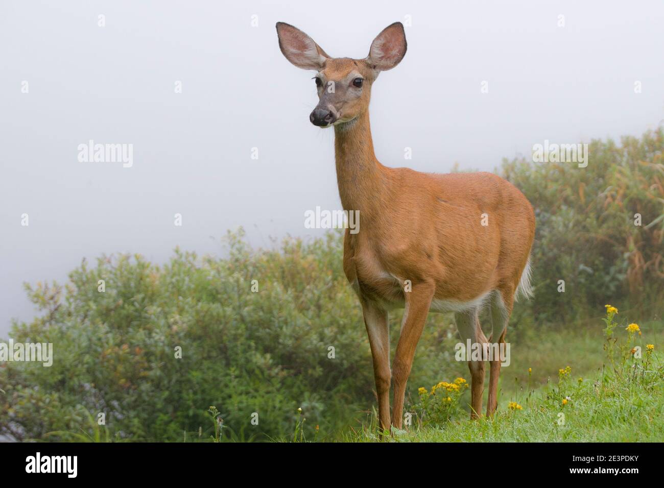 Whitetail deer side view hi-res stock photography and images - Alamy