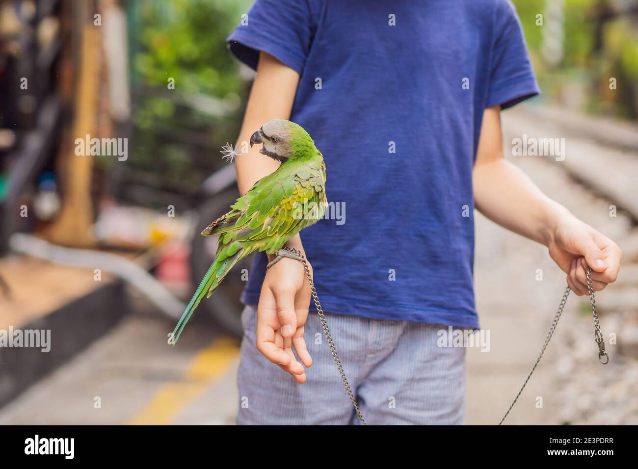 Kid playing with his pet green parrot Stock Photo - Alamy