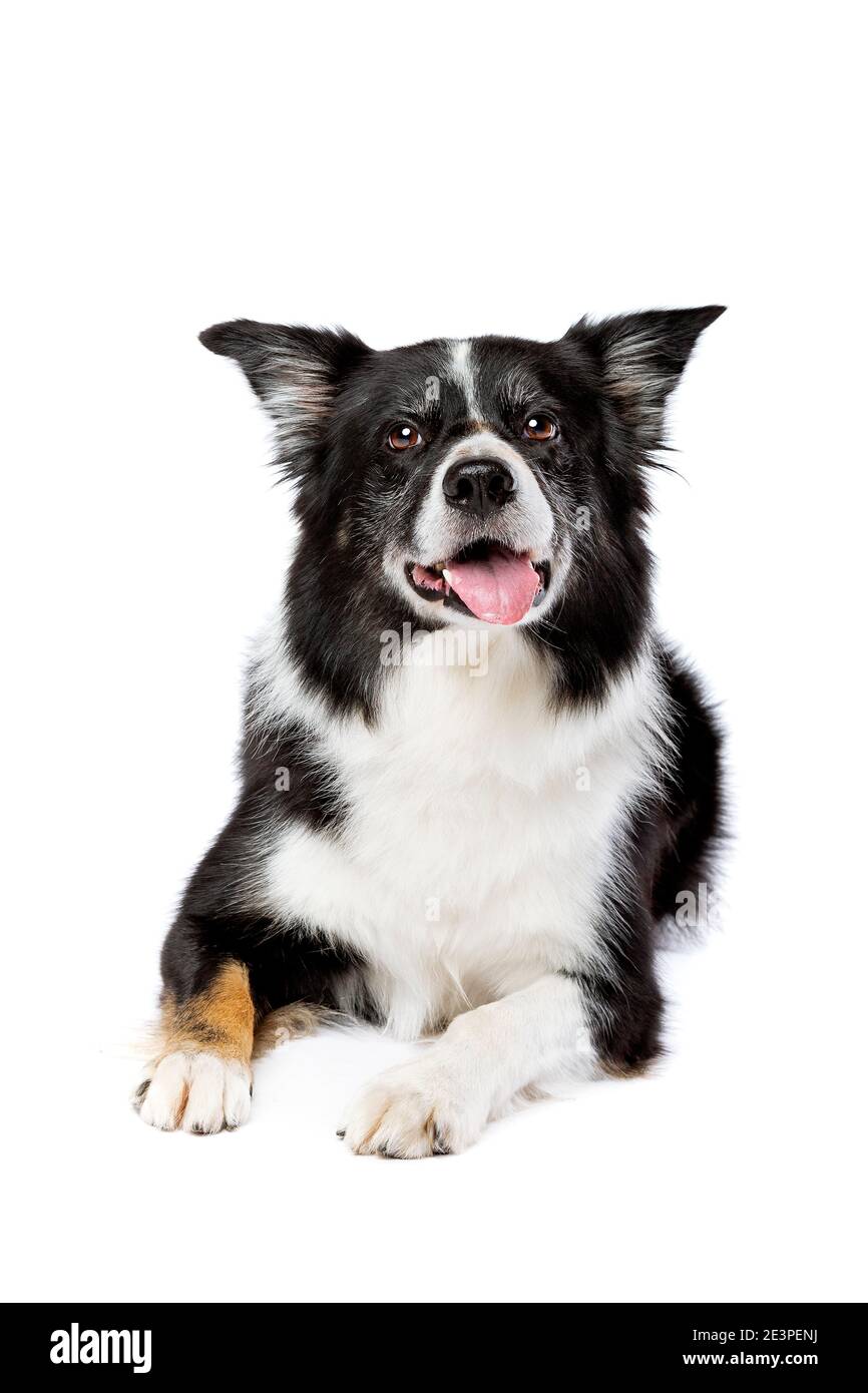 tricoloured border collie dog in front of a white background Stock ...