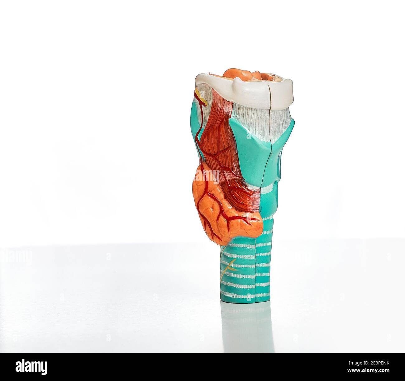 Visual anatomical model of the human thyroid shows an enlarged thyroid ...